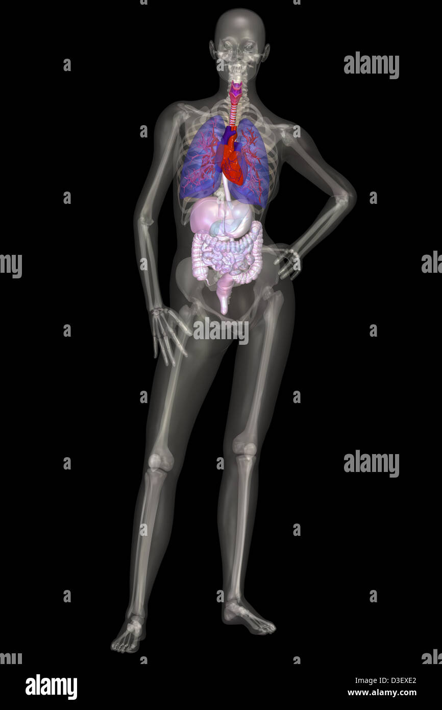 illustration of human skeleton and organ systems Stock Photo - Alamy