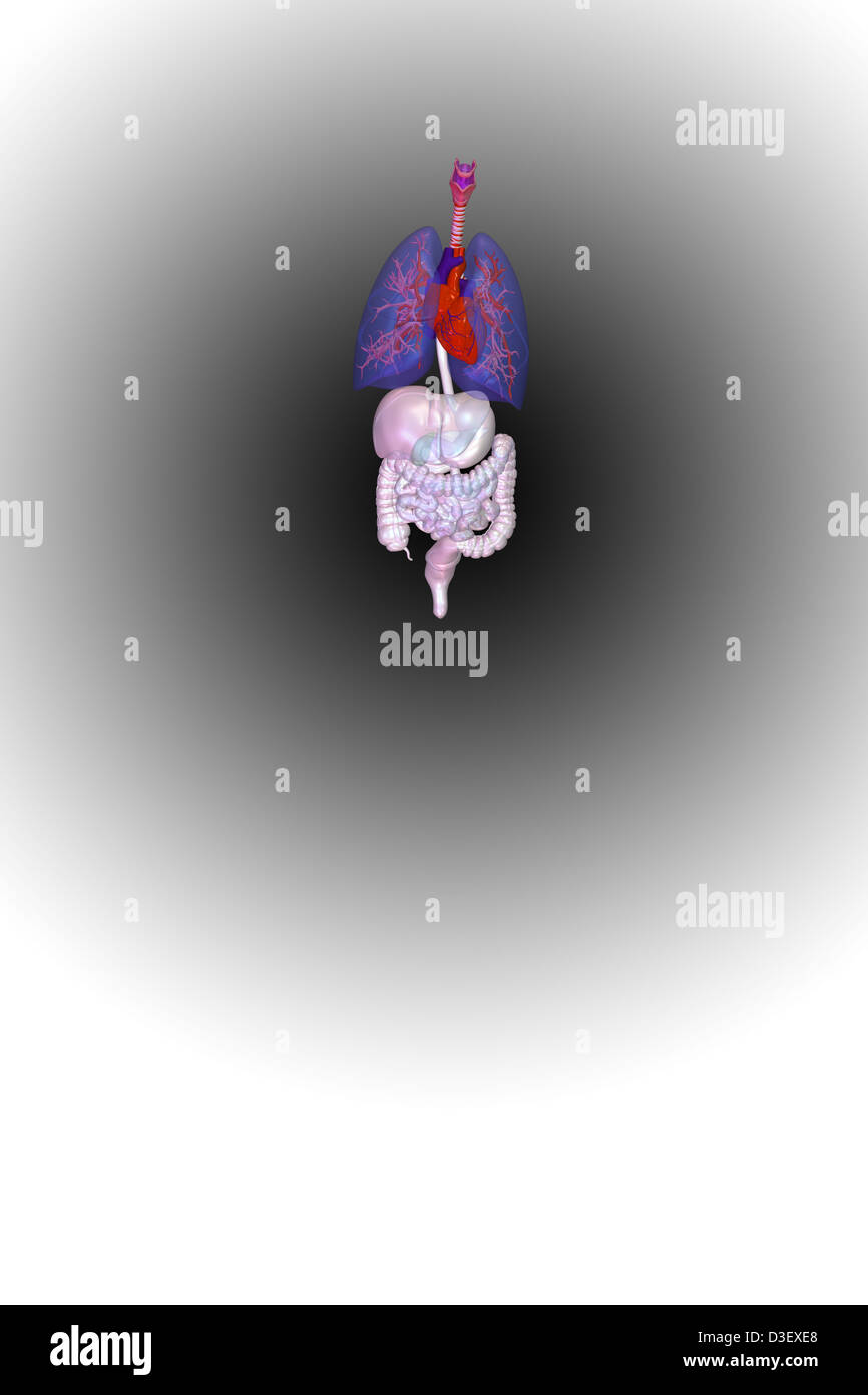 illustration of human skeleton and organ systems Stock Photo - Alamy