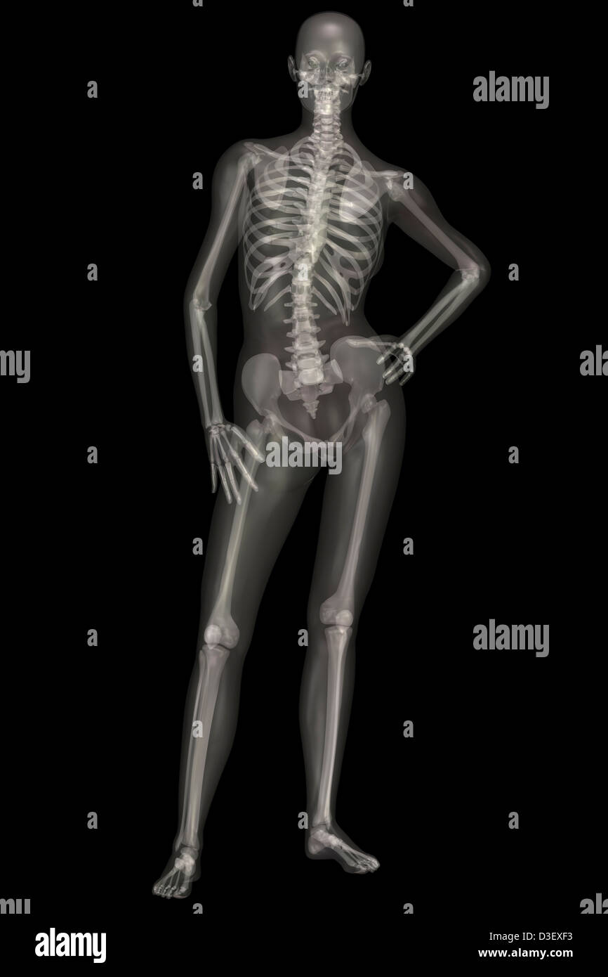 illustration of human skeleton and organ systems Stock Photo - Alamy