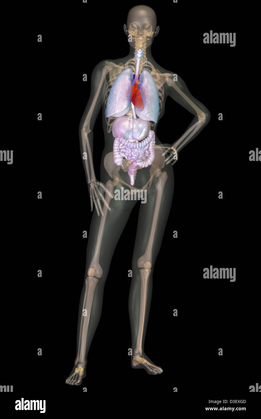 illustration of human skeleton and organ systems Stock Photo - Alamy