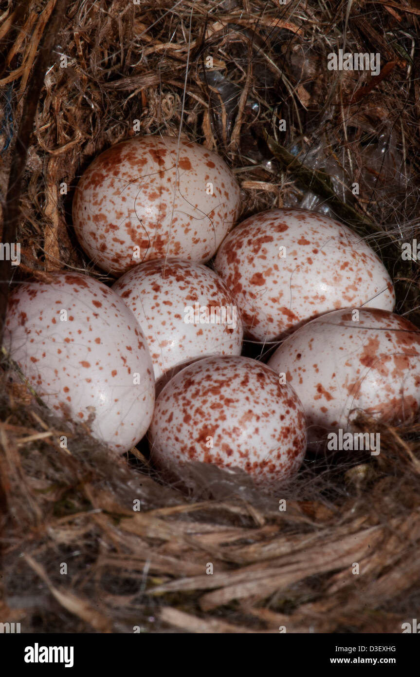 Tufted titmouse nest in a bird house with six eggs Stock Photo - Alamy