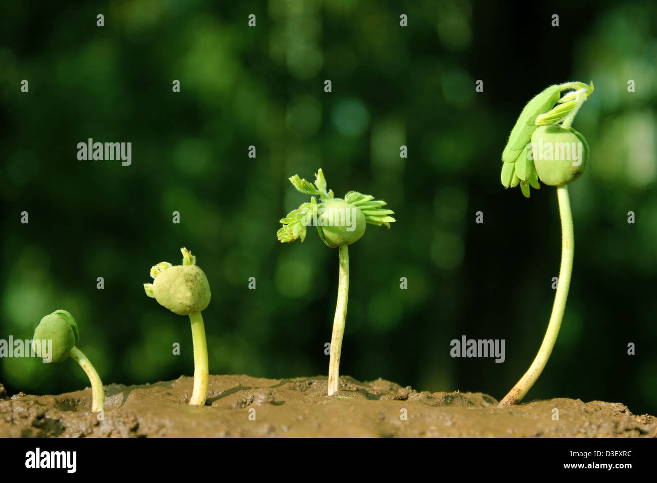 Seedling stage hi-res stock photography and images - Alamy