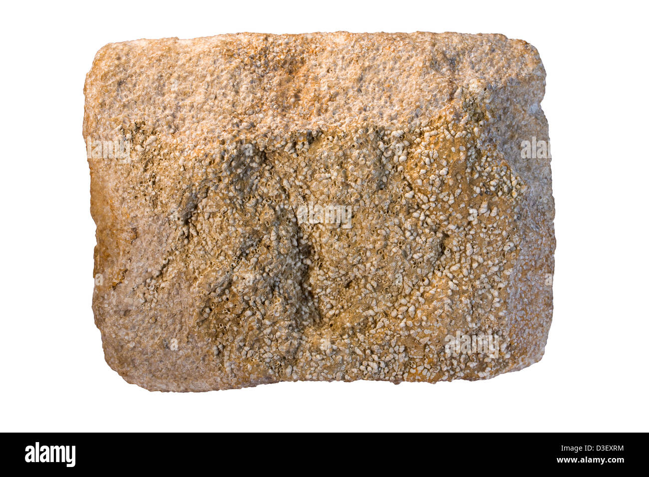 Fossiliferous limestone hi-res stock photography and images - Alamy
