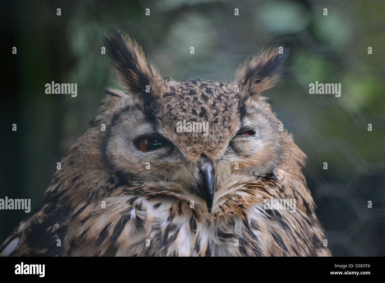Bengal eagle owl indian eagle owl hi-res stock photography and images - Alamy