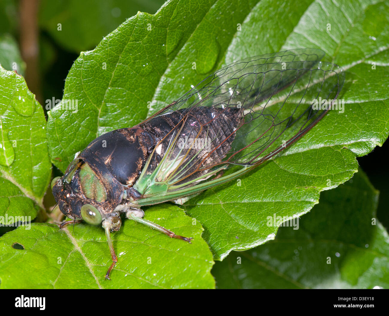 Closeup view of the Green Annual Cicada Stock Photo - Alamy