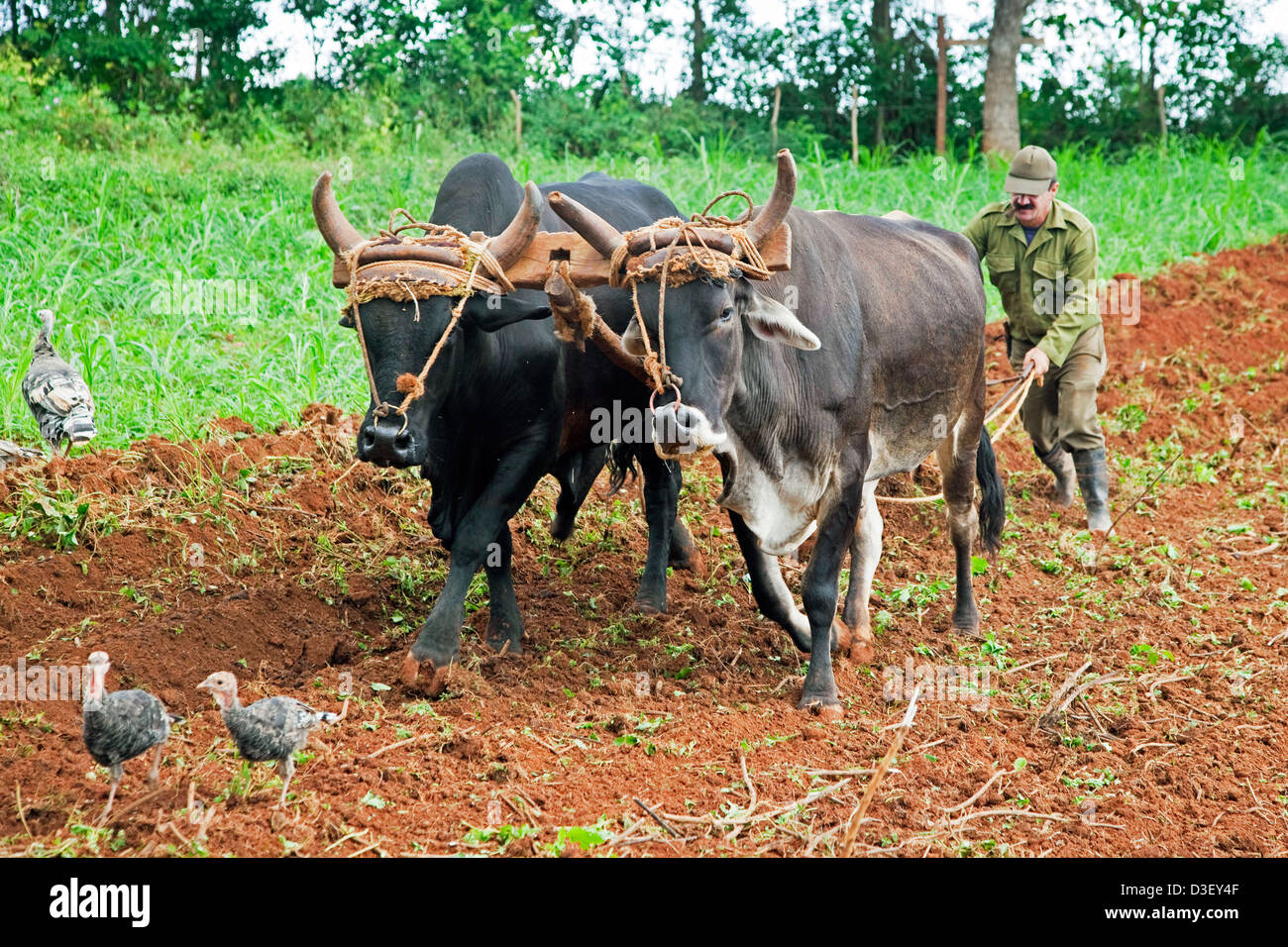 Cuban farmer ploughing field with traditional plough pulled by oxen on ...