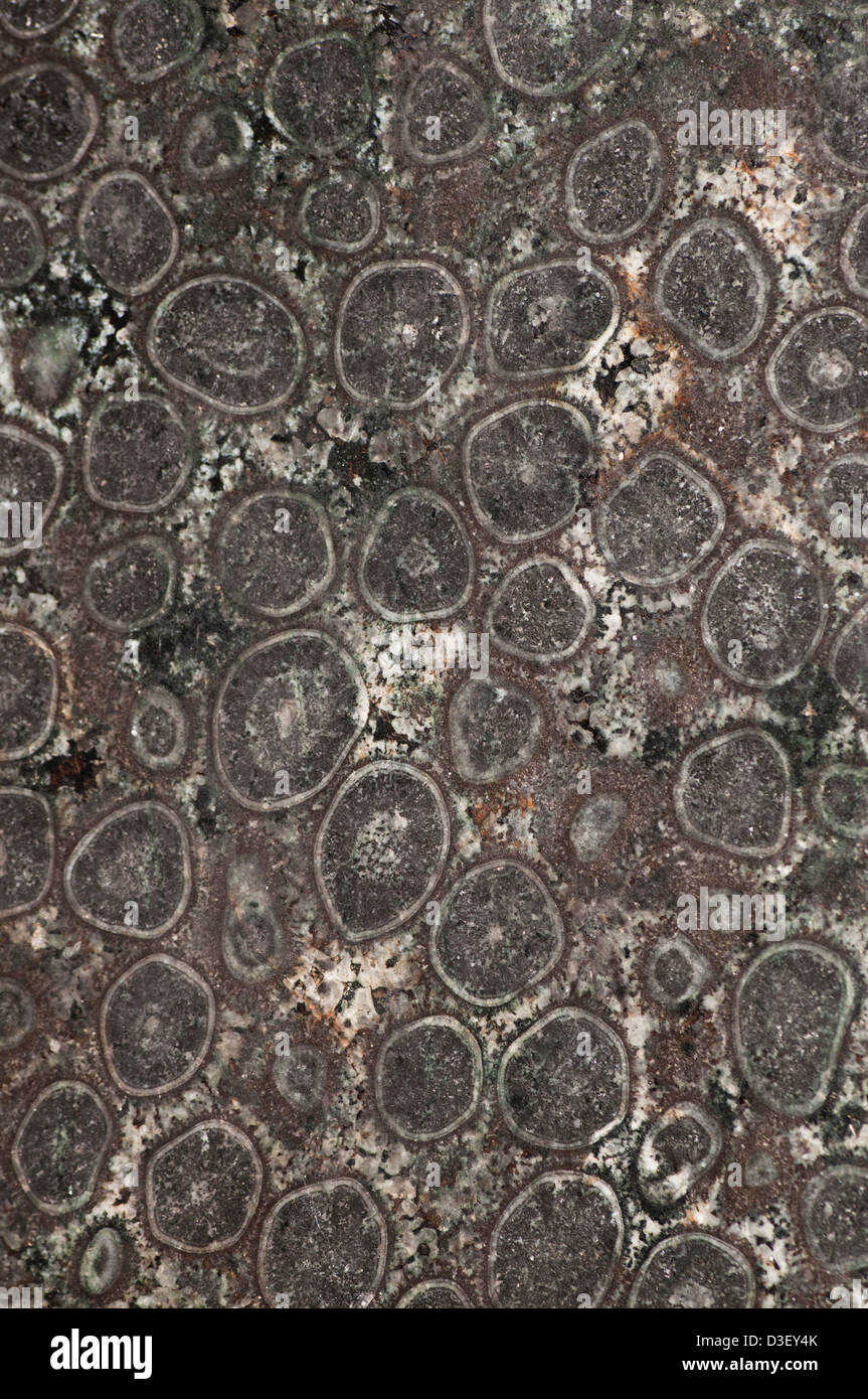 Orbicular granite hi-res stock photography and images - Alamy
