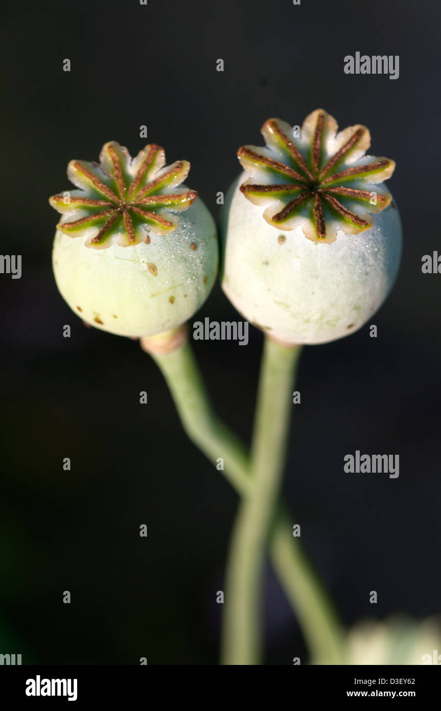 opium poppy pod Stock Photo - Alamy