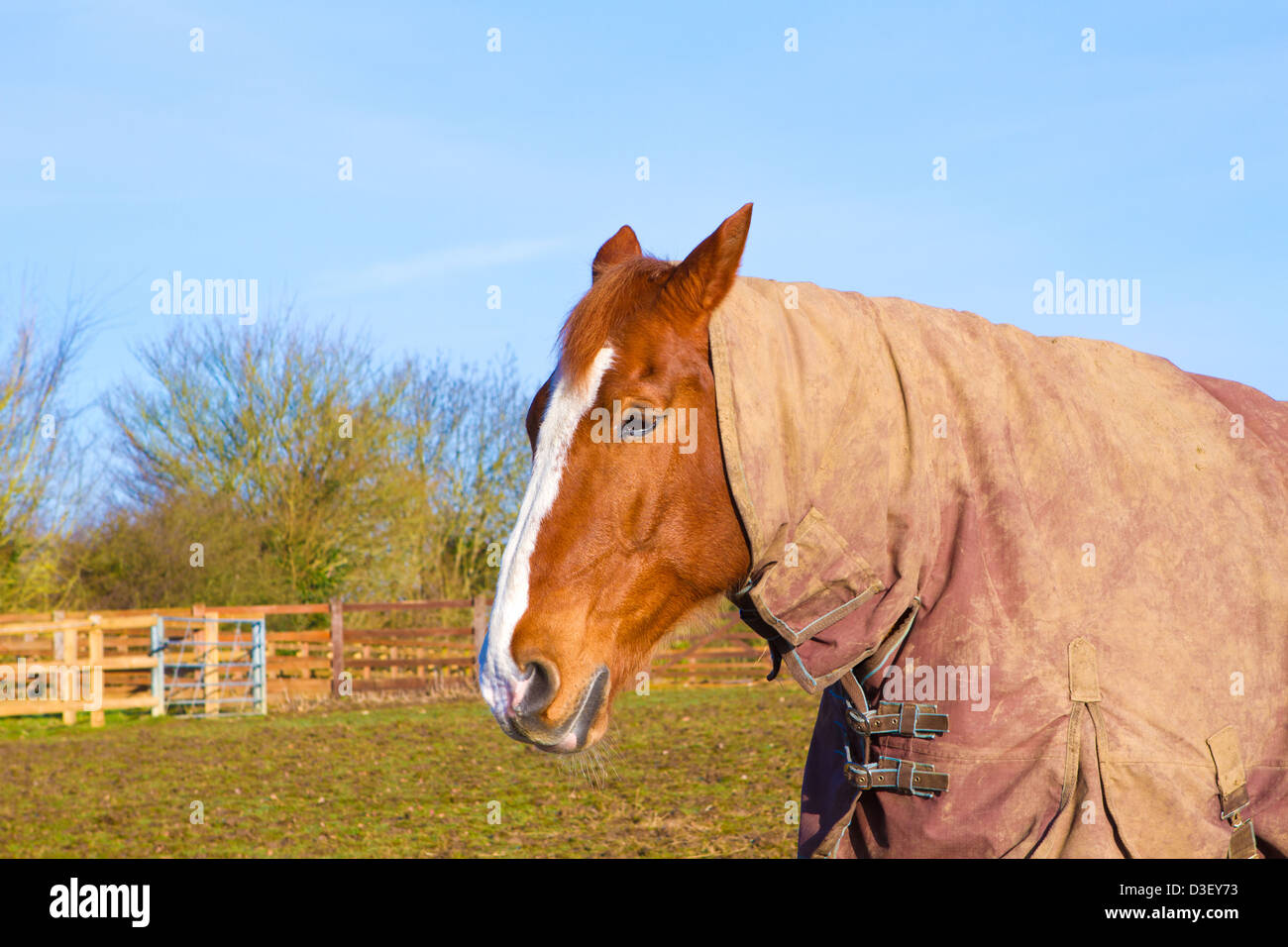 Horse rug hi-res stock photography and images - Alamy