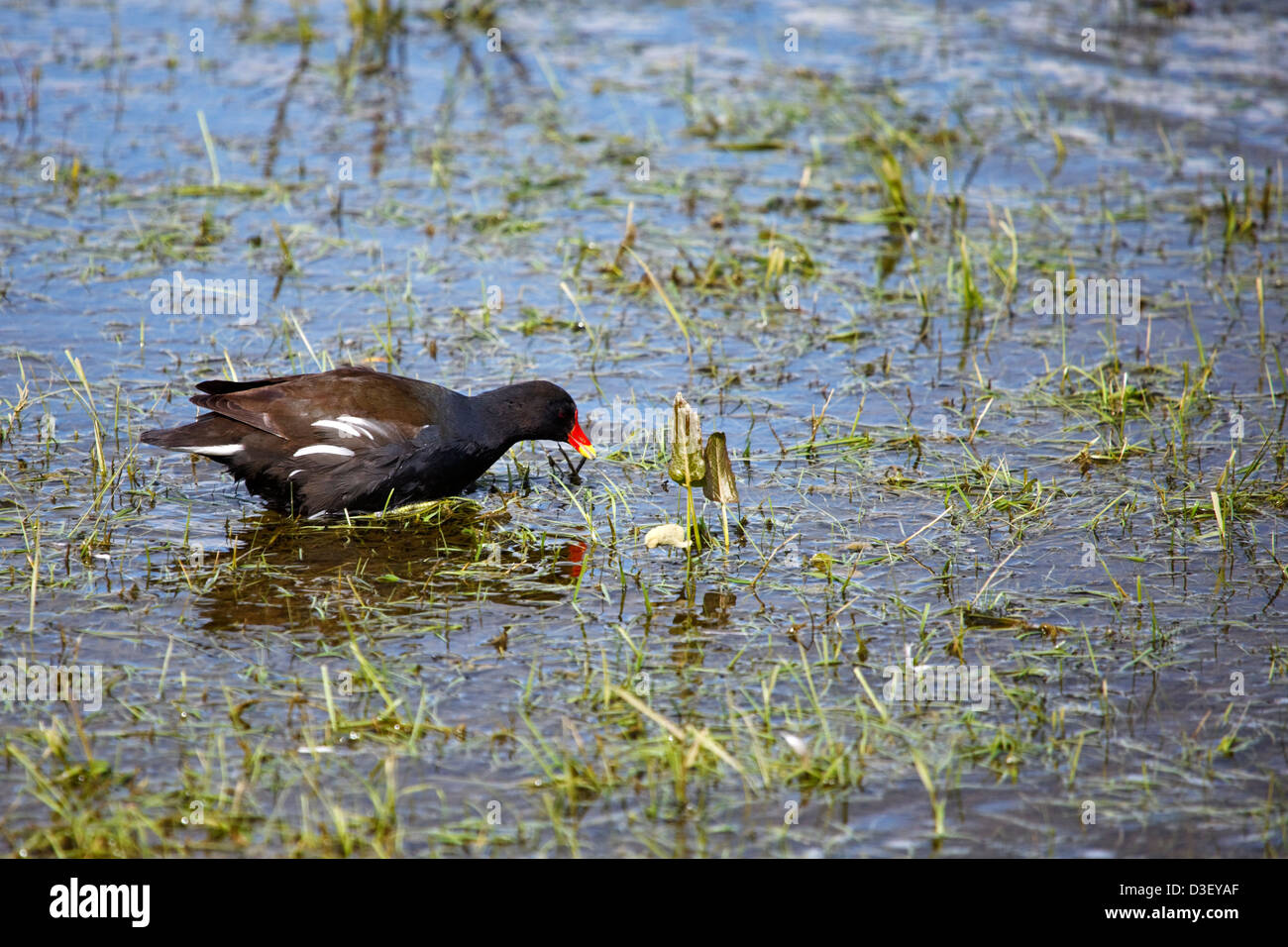 Wading through water hi-res stock photography and images - Alamy