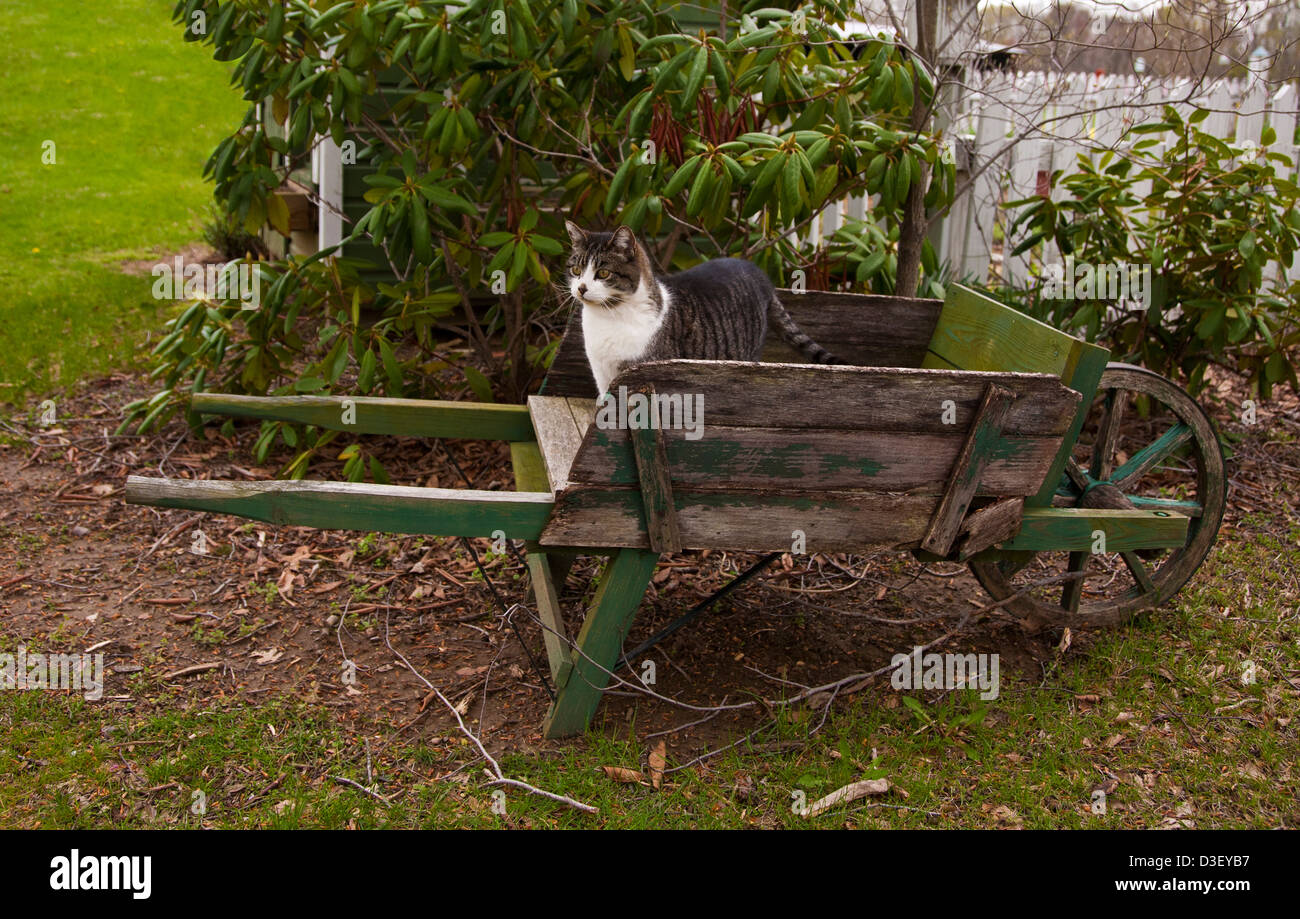 CUte tabby cat countryside, vintage wooden wheelbarrow on a farm in ...