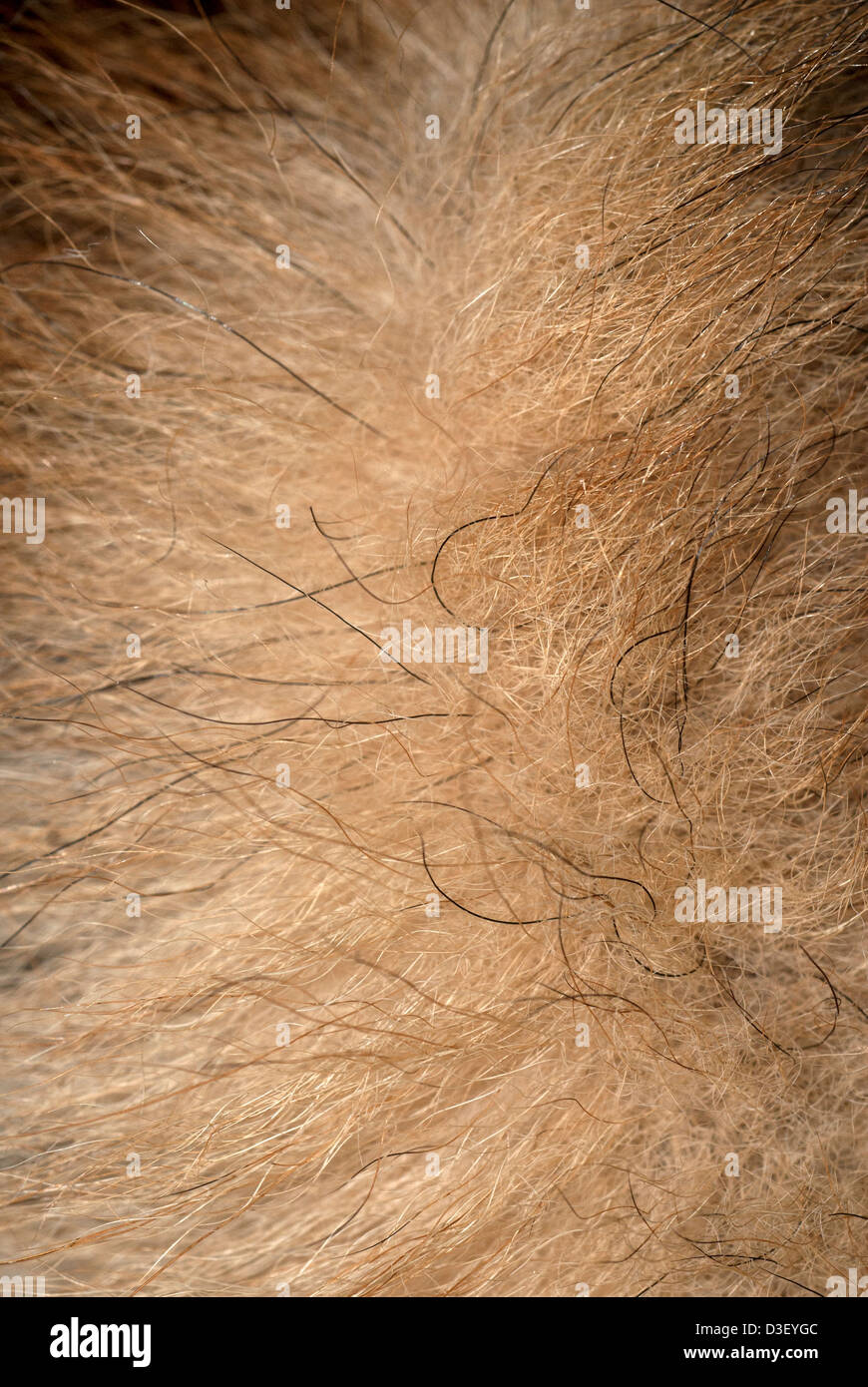 fur of a shiba inu dog Stock Photo - Alamy