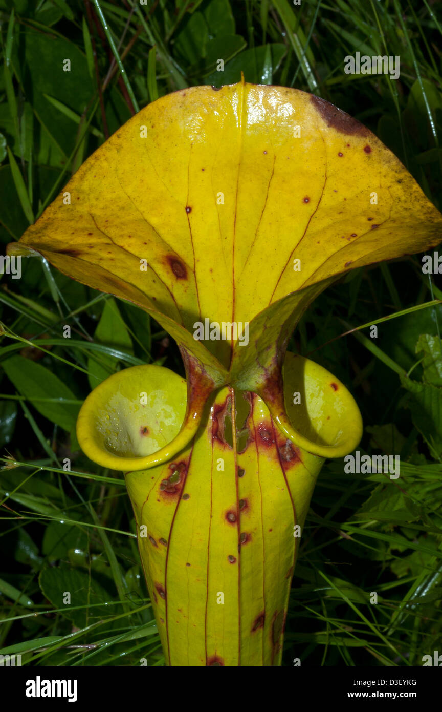 Sarracenia flava, the yellow pitcher plant Stock Photo - Alamy