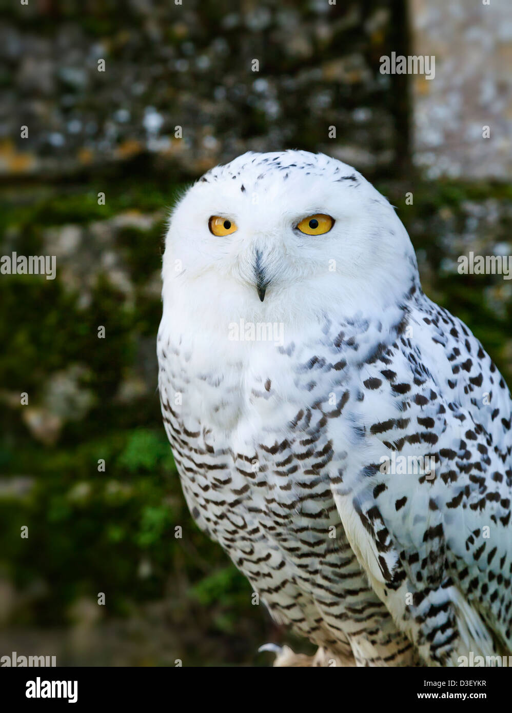 Soft owl hi-res stock photography and images - Alamy