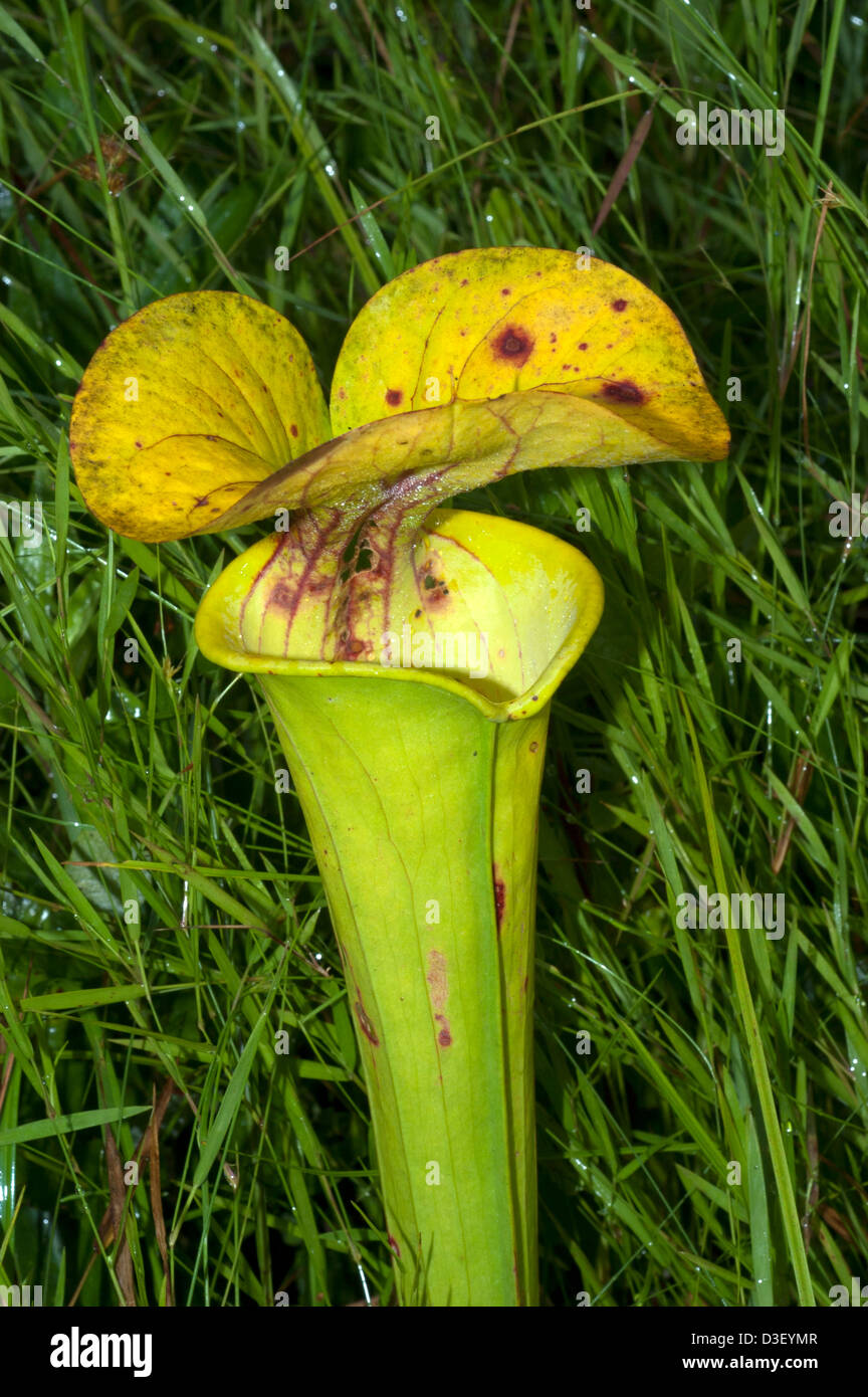 Sarracenia flava, the yellow pitcher plant Stock Photo - Alamy