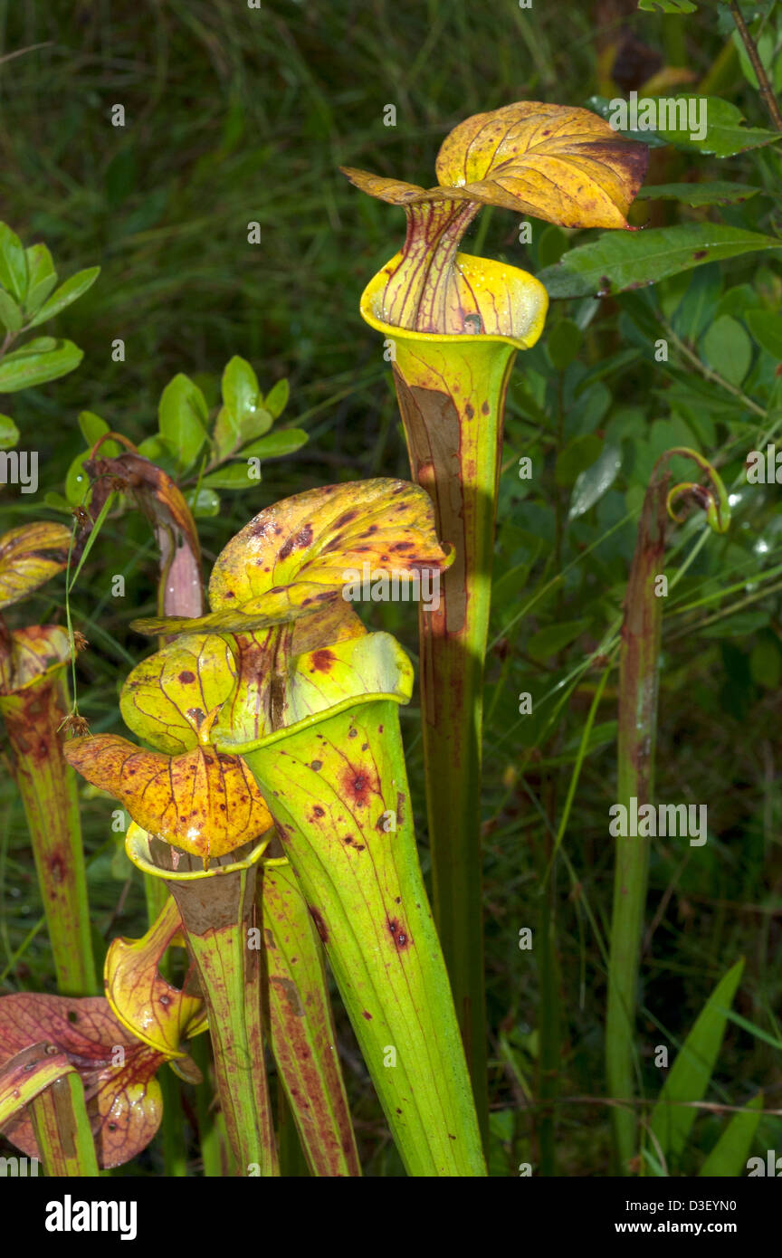 Sarracenia flava, the yellow pitcher plant Stock Photo - Alamy
