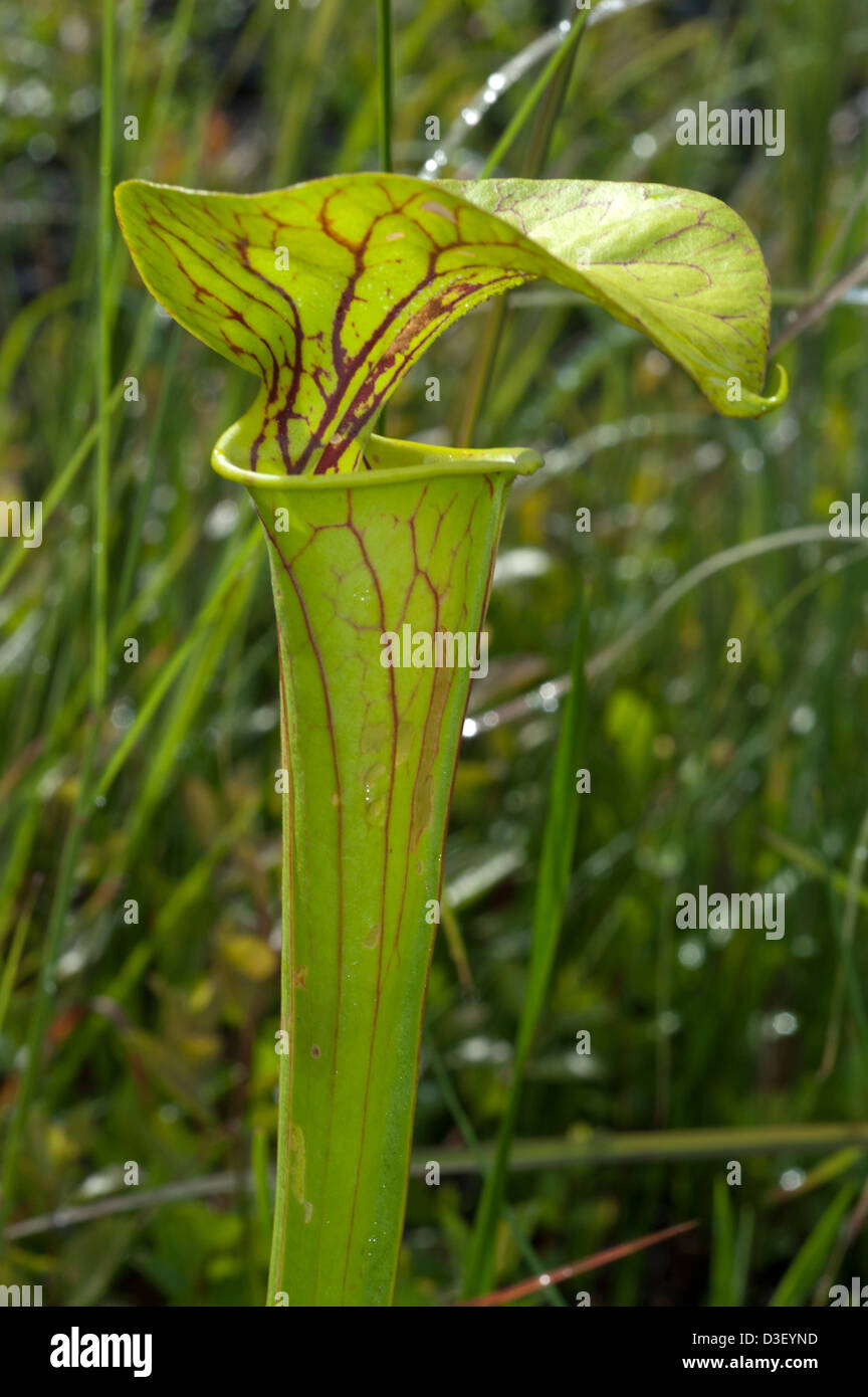 Sarracenia flava, the yellow pitcher plant Stock Photo - Alamy
