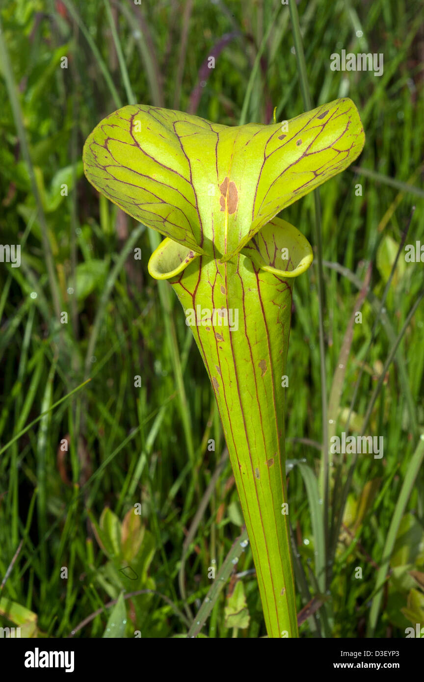 Sarracenia flava, the yellow pitcher plant Stock Photo - Alamy