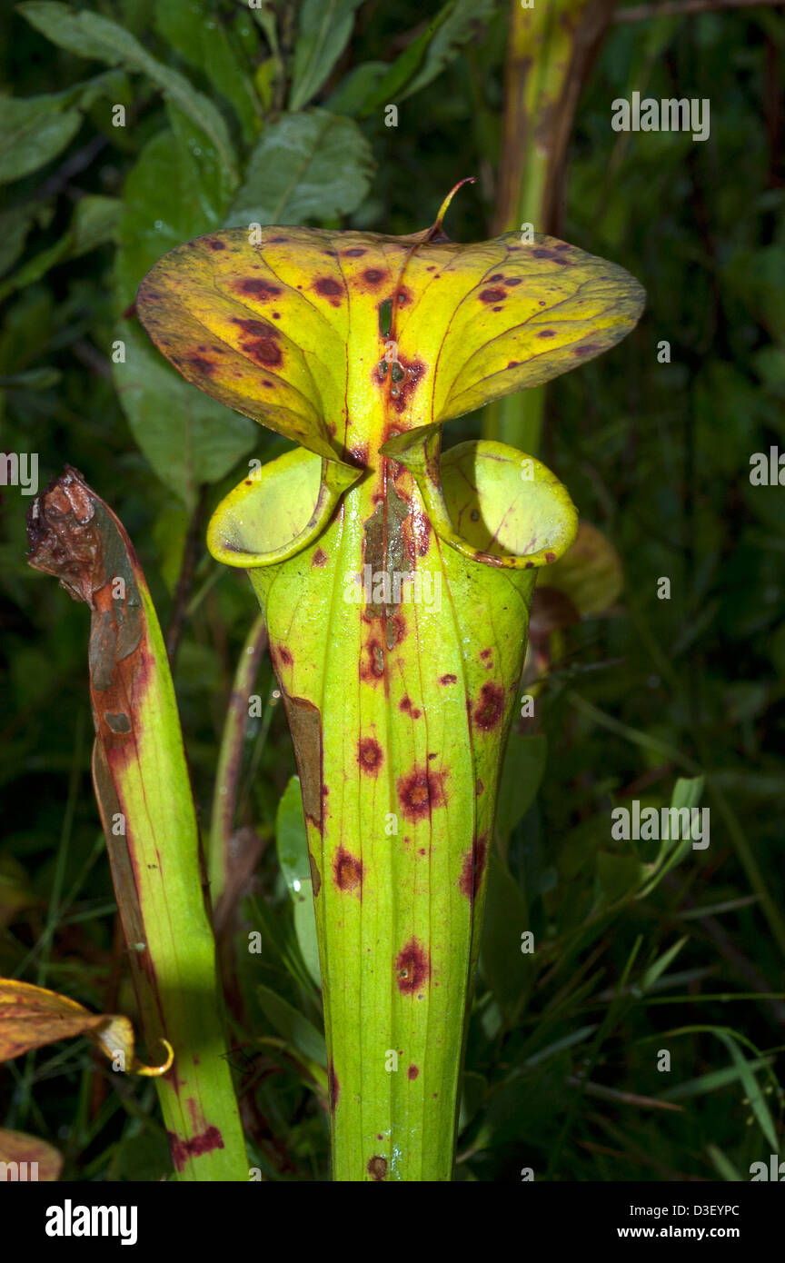 Pitcher plant carnivorous hi-res stock photography and images - Alamy