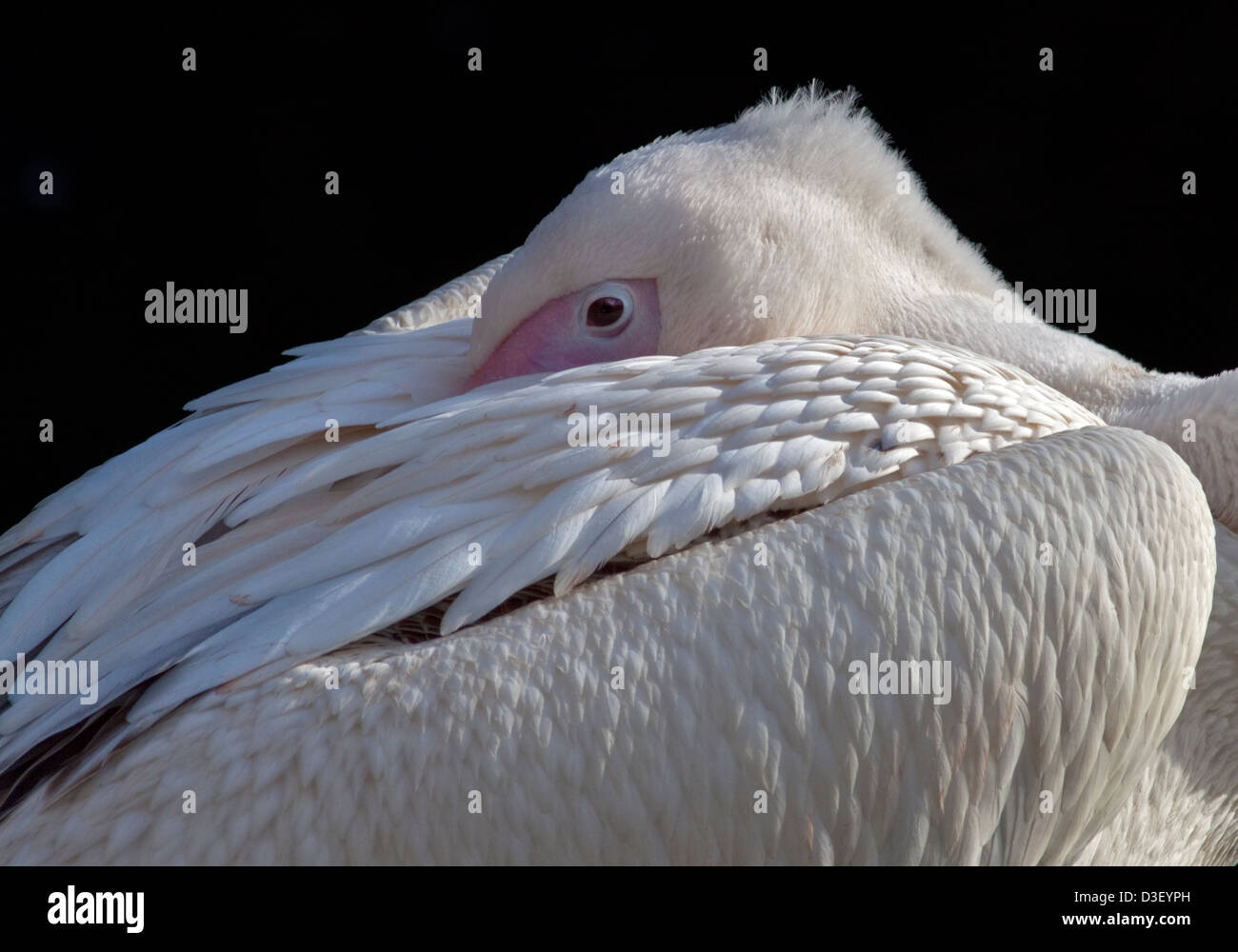 Sleeping pelican hi-res stock photography and images - Alamy