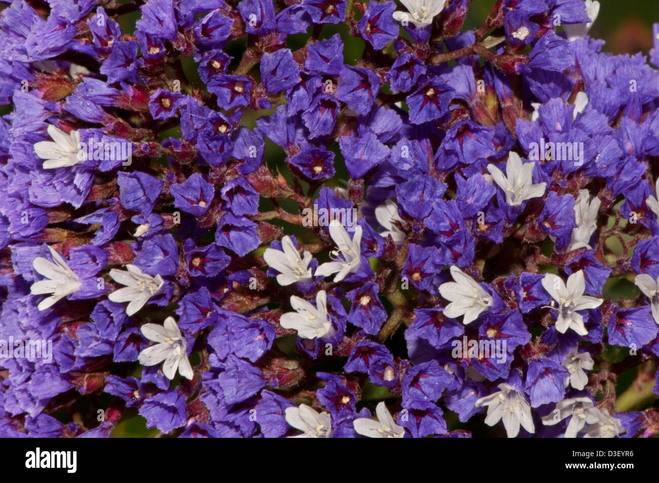 Perezii hi-res stock photography and images - Alamy