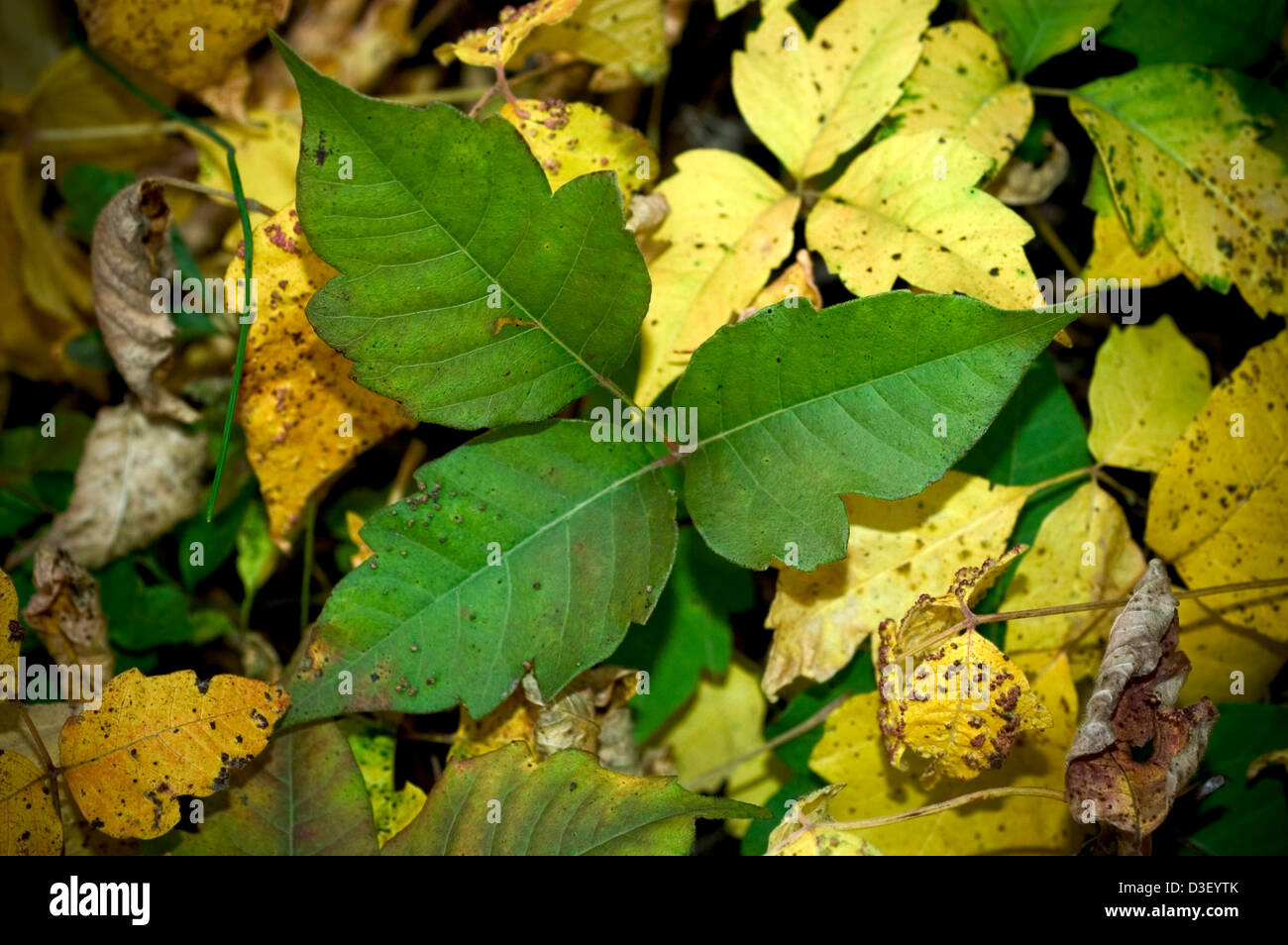 Poison ivy poison hi-res stock photography and images - Alamy