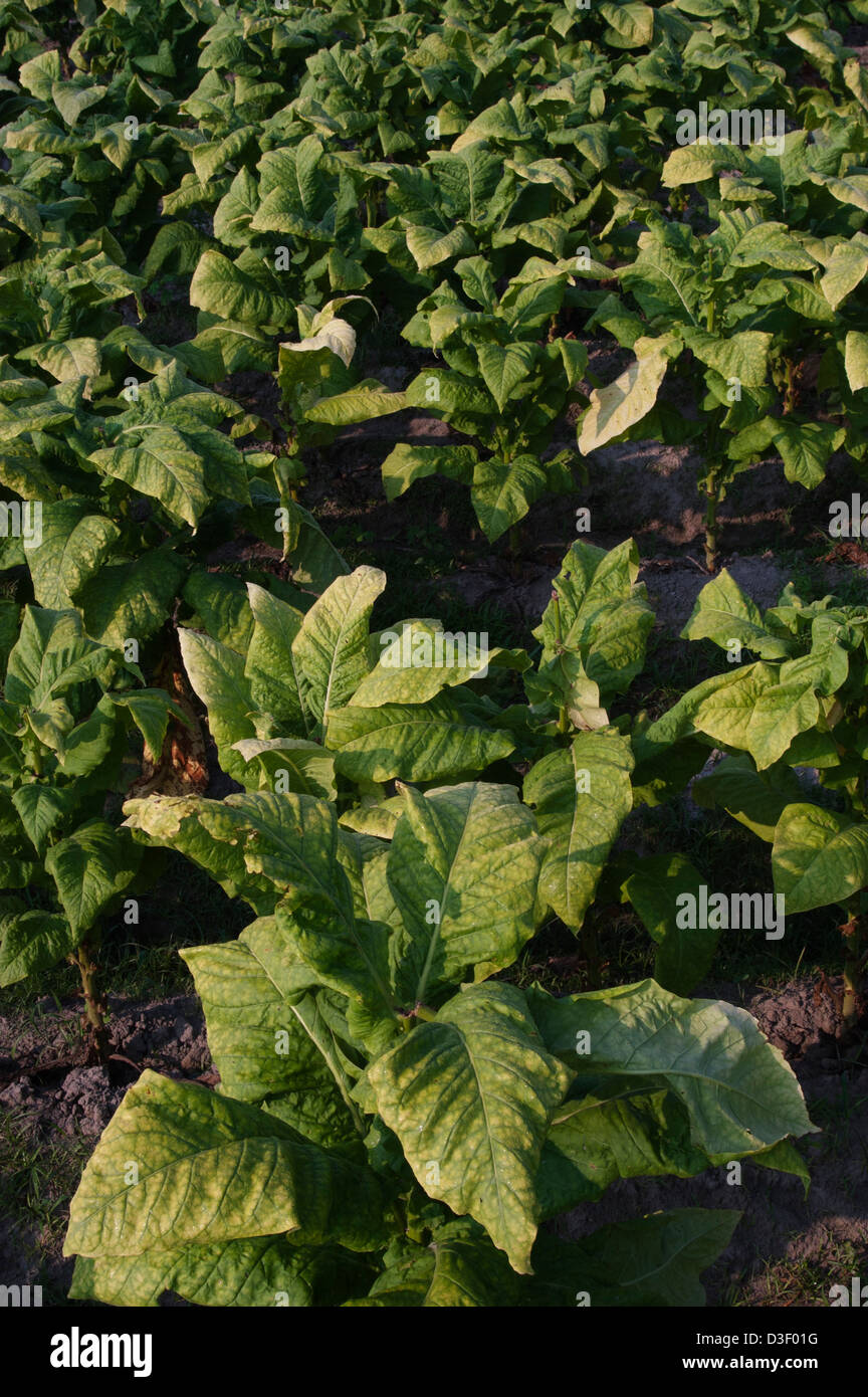 Tobacco plants growing on a farm Stock Photo - Alamy
