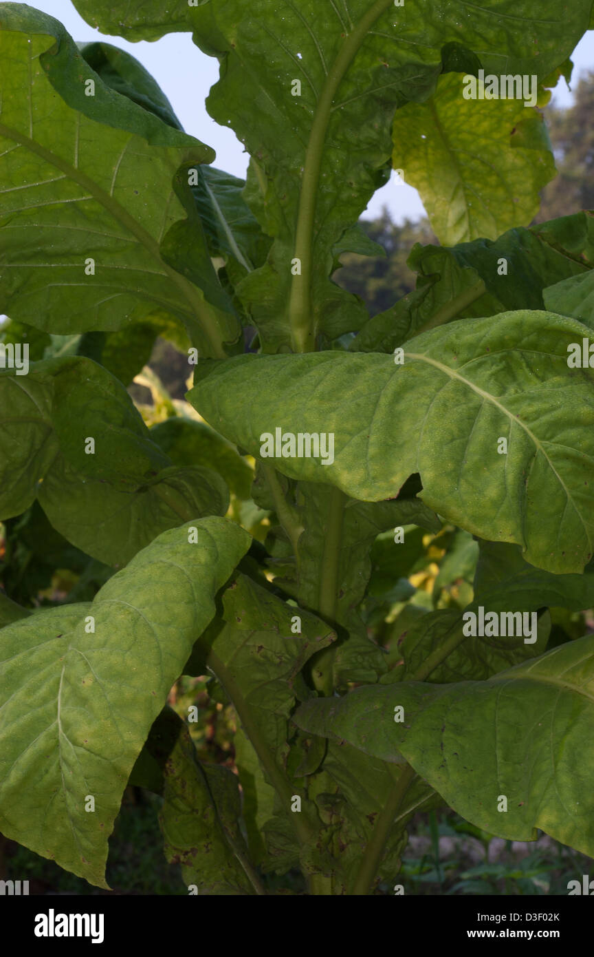 Tobacco plants growing on a farm Stock Photo - Alamy