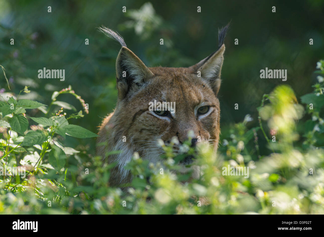 Wild Lynx (Lynx lynx) in the Austrian Forest Stock Photo - Alamy