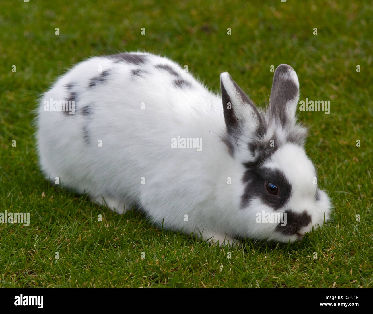 Lionhead Rabbit Black And White