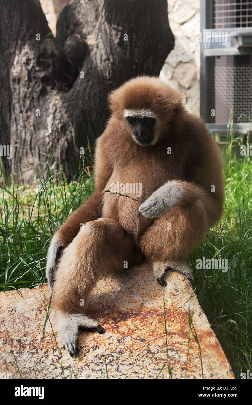 Sad Monkey - gibbon with a sprig in his hand Stock Photo - Alamy