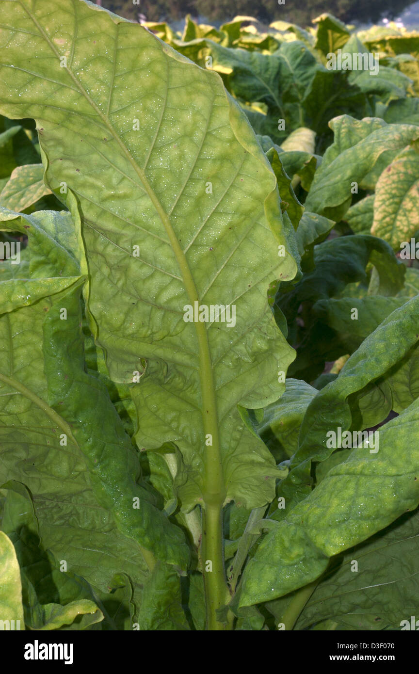 Tobacco plants growing on a farm Stock Photo - Alamy