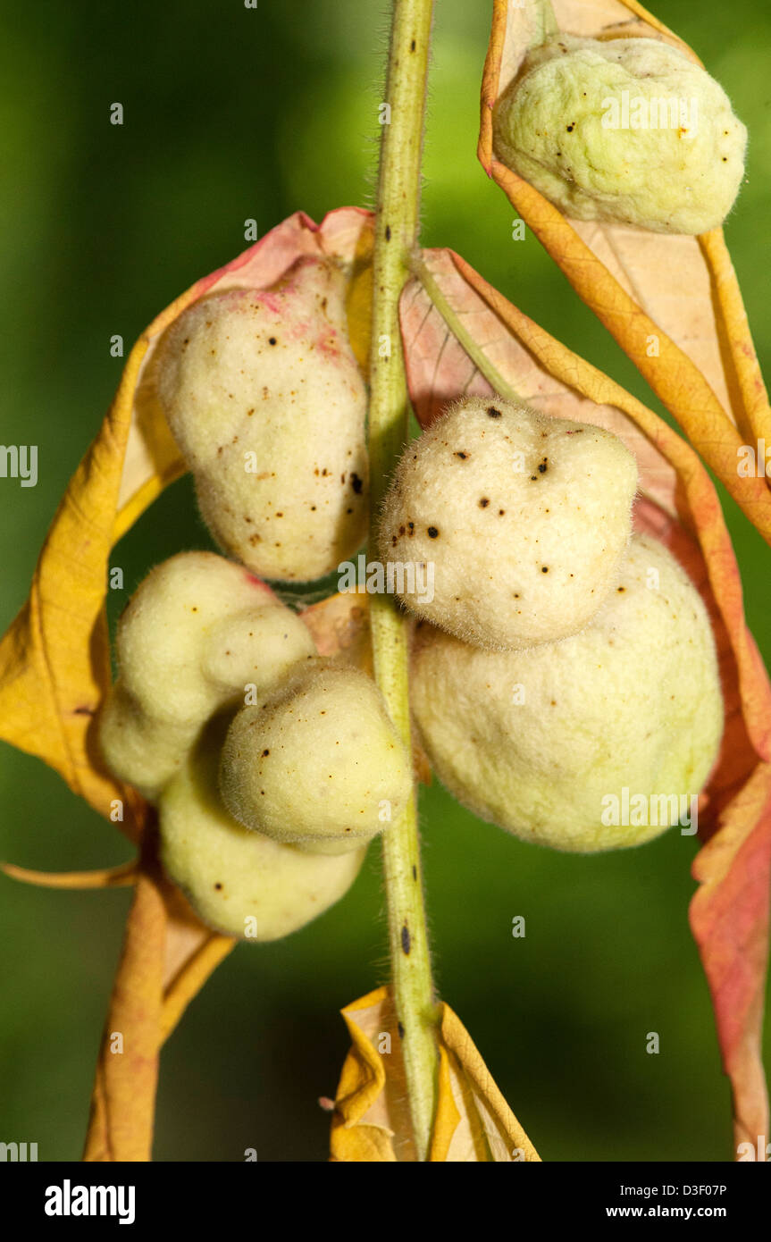Sumac gall hi-res stock photography and images - Alamy