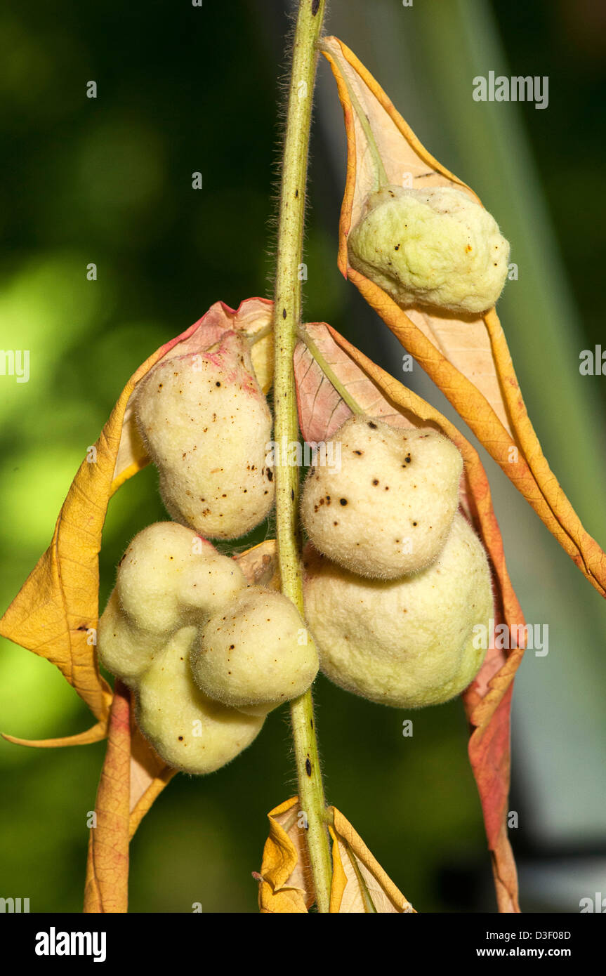 Sumac aphid gall (Melaphis rhois Stock Photo - Alamy