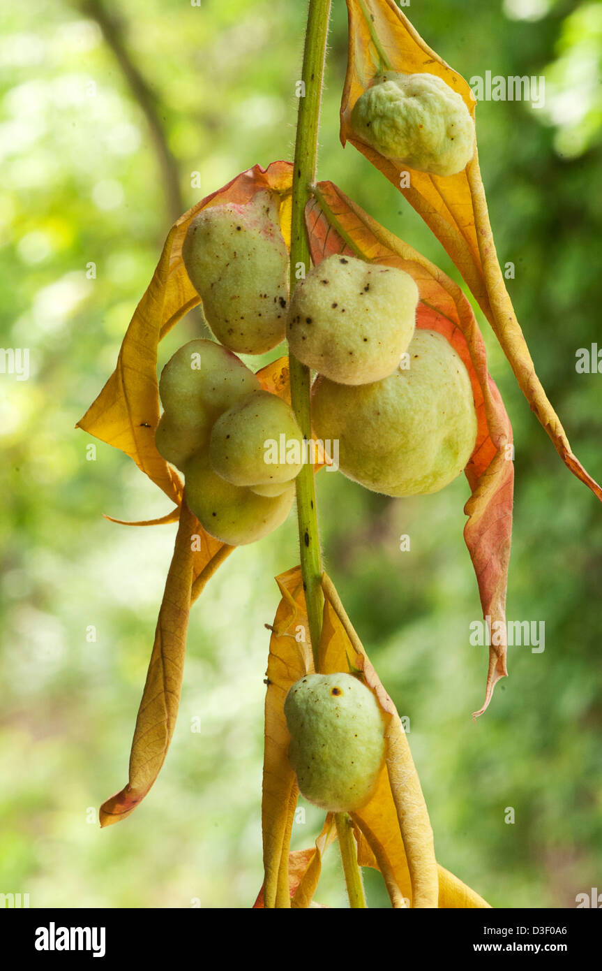 Sumac aphid gall (Melaphis rhois Stock Photo - Alamy
