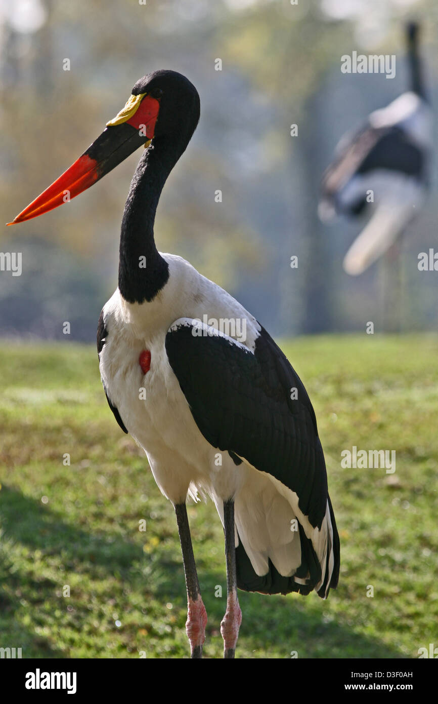 Saddle Billed Stork