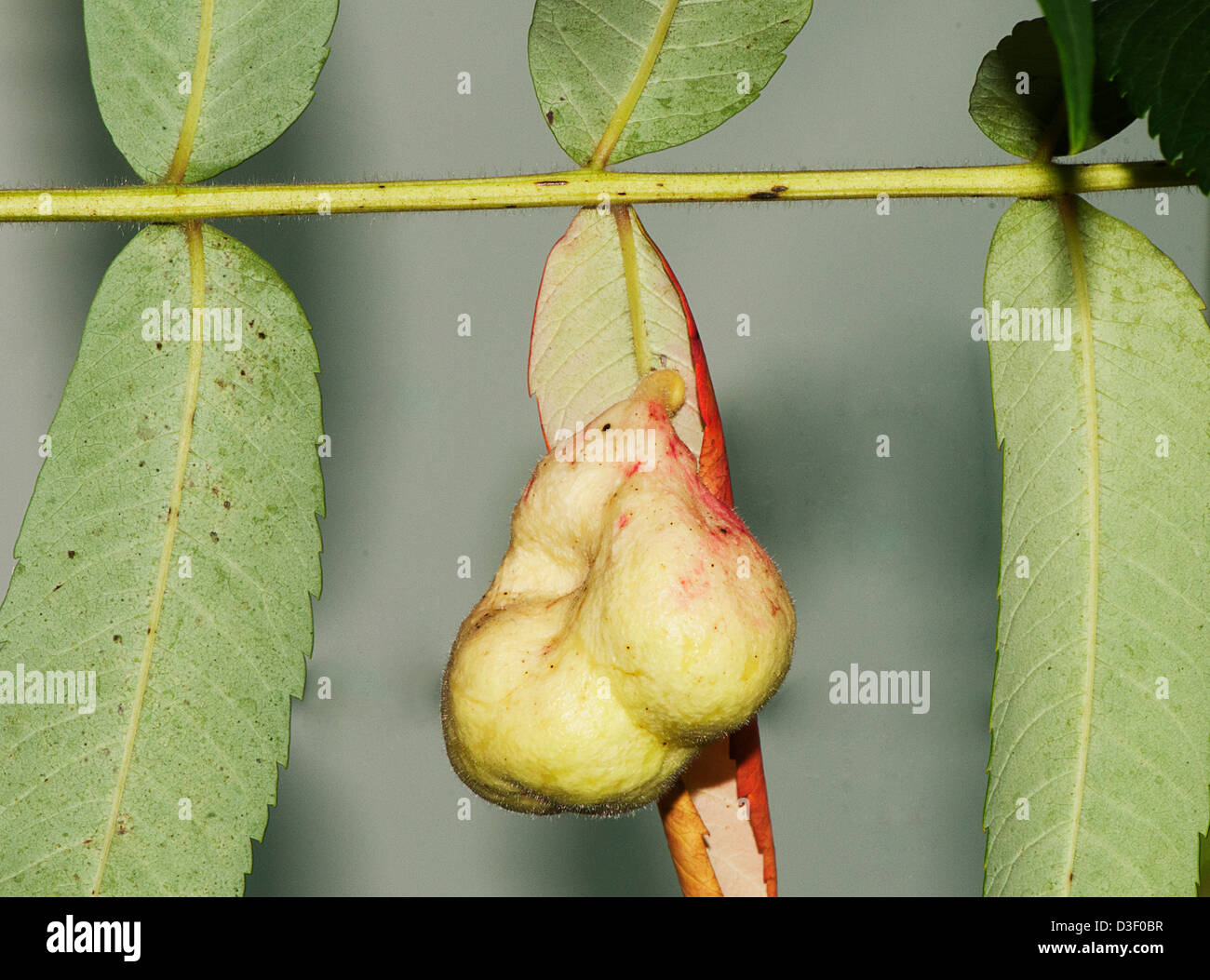 Sumac Gall High Resolution Stock Photography and Images - Alamy