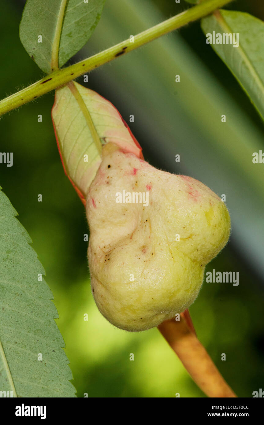 Sumac aphid gall (Melaphis rhois Stock Photo - Alamy