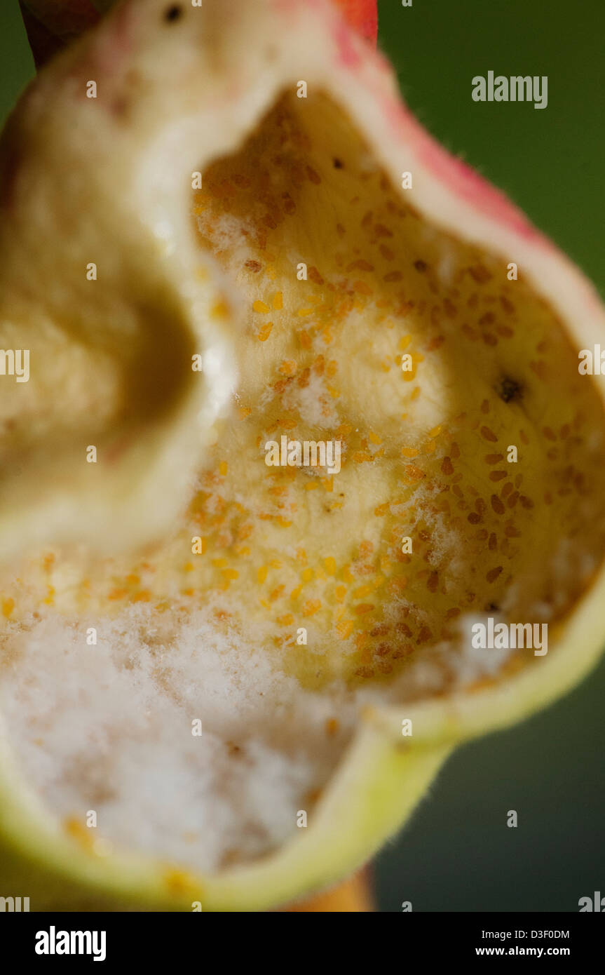 Sumac Gall High Resolution Stock Photography and Images - Alamy