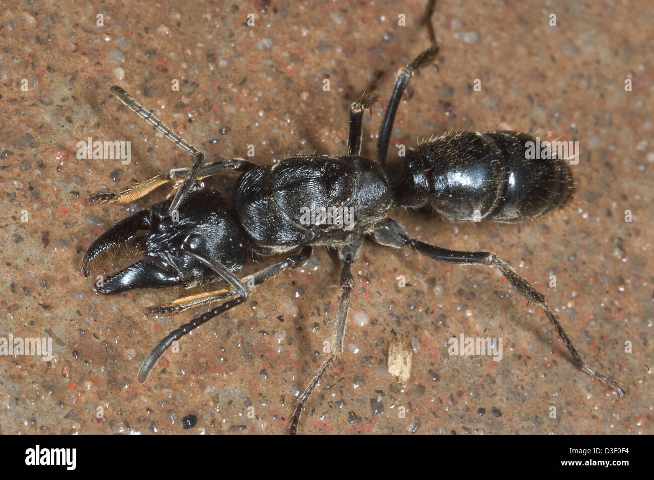 Matabele hi-res stock photography and images - Alamy