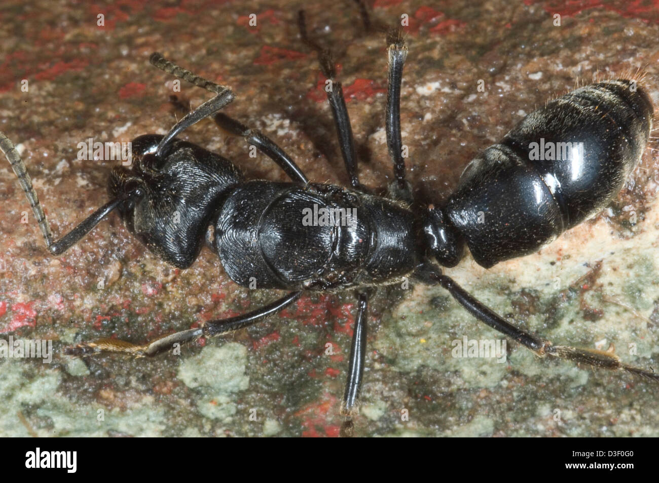 Matabele Ant (Pachycondyla analis Stock Photo - Alamy