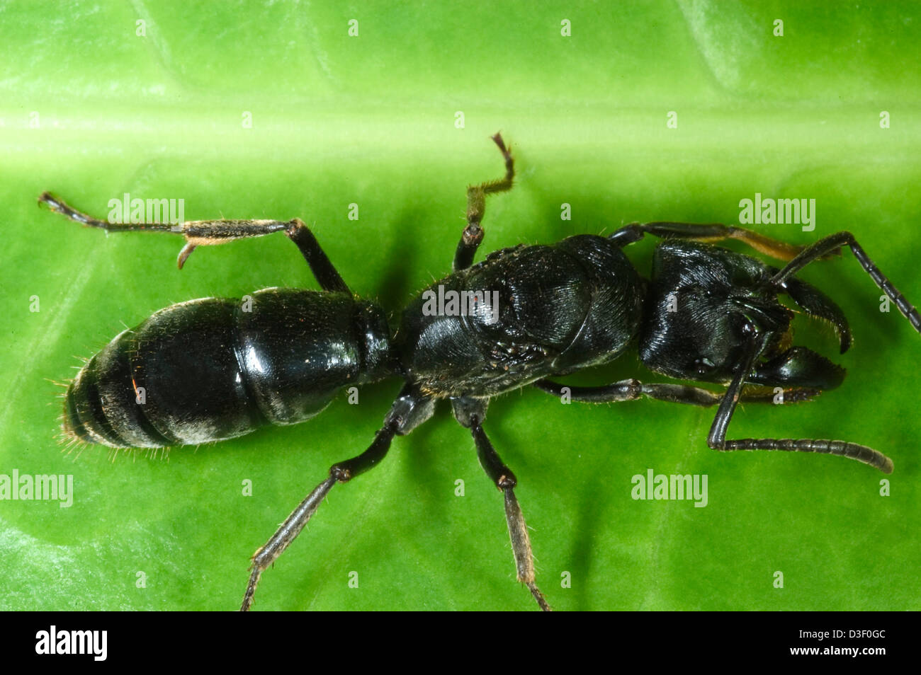 Matabele Ant (Pachycondyla analis Stock Photo - Alamy
