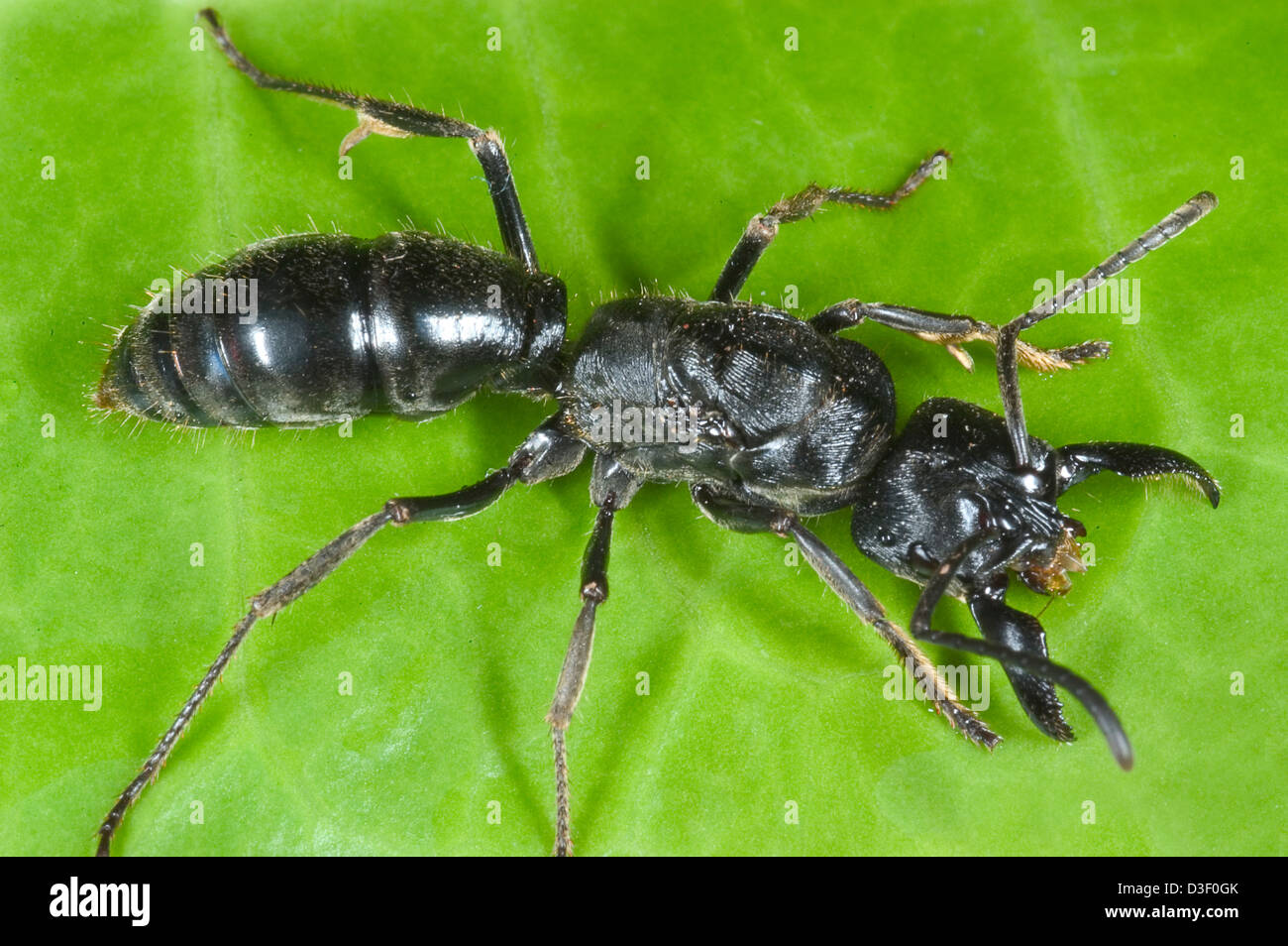 Matabele hi-res stock photography and images - Alamy