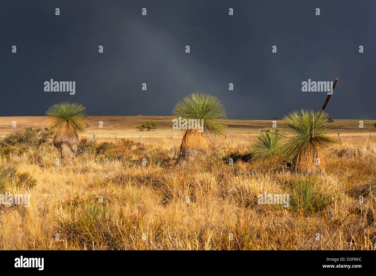 Storm over Farmland with Grass trees in foreground ( Xanthorrhoea ...