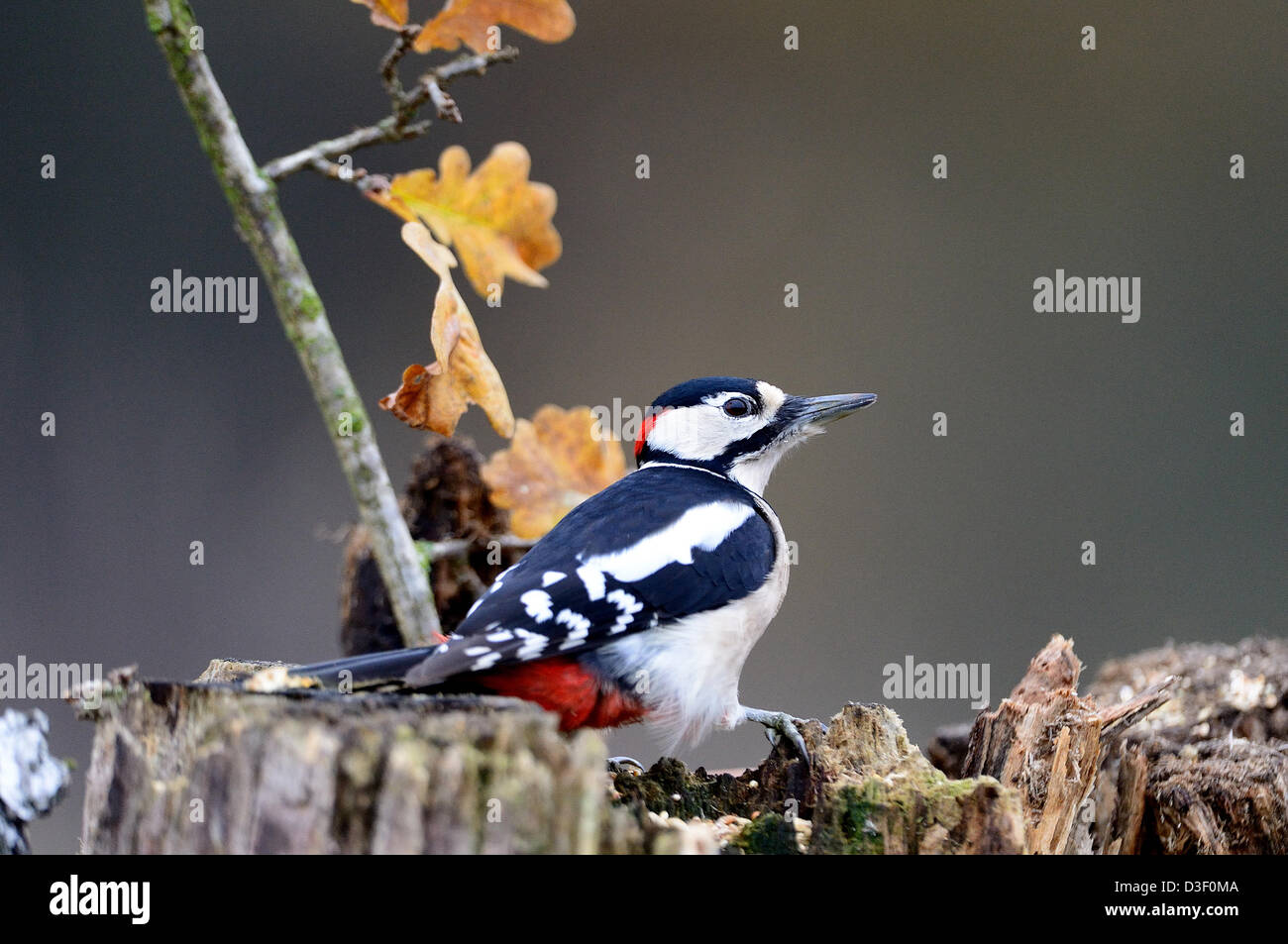 Buntspechte hi-res stock photography and images - Alamy