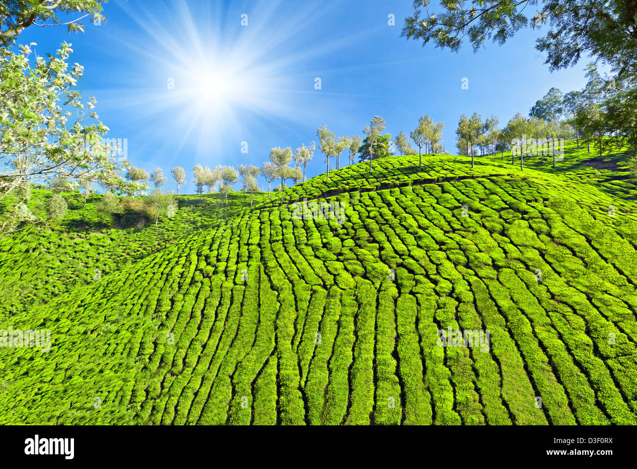 Indian tea plantation in darjeeling hi-res stock photography and images ...