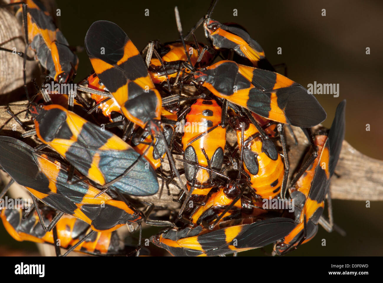 Milkweed bugs, Oncopeltus fasciatus Stock Photo - Alamy