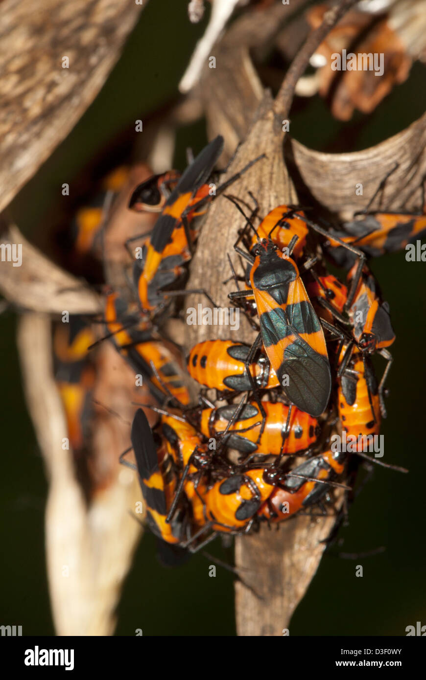 Milkweed bugs, Oncopeltus fasciatus Stock Photo - Alamy