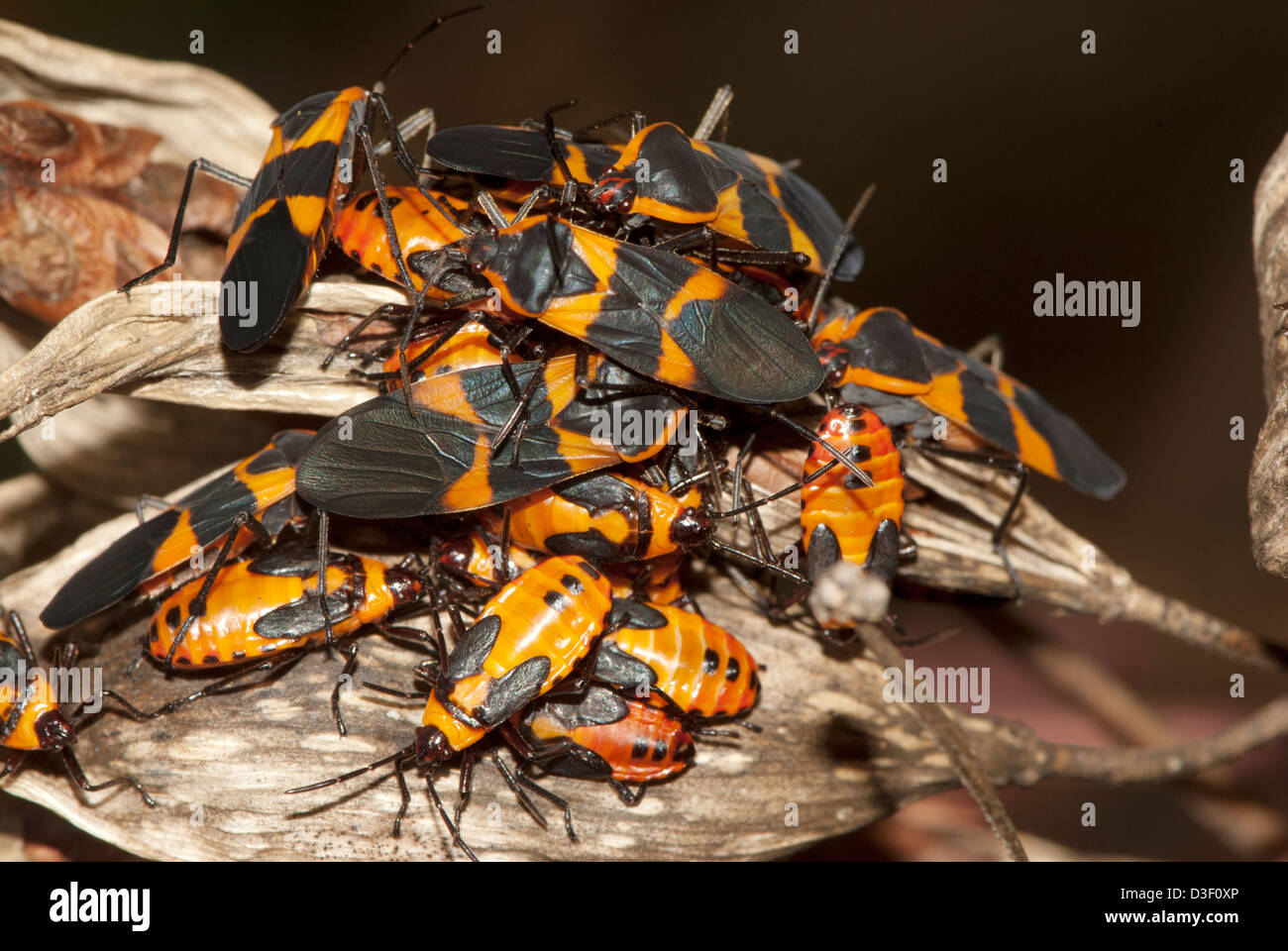 Milkweed bugs, Oncopeltus fasciatus Stock Photo - Alamy