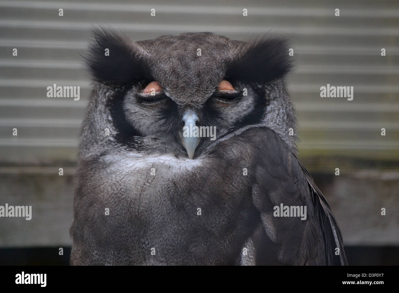 Verreaux Eagle High Resolution Stock Photography and Images - Alamy